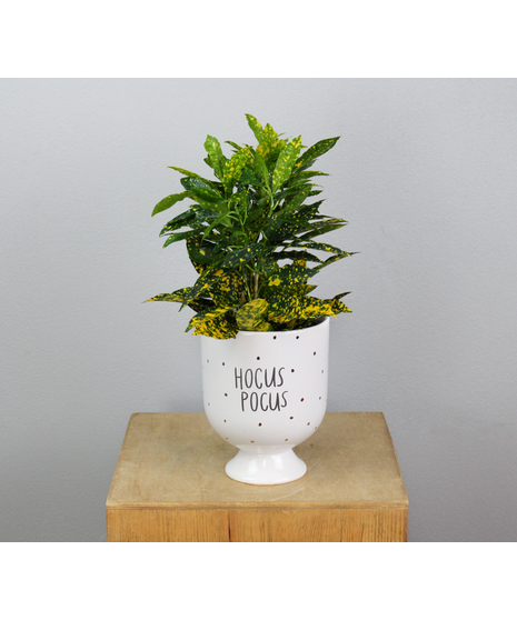 Green Plants - Radebaugh Florist & Greenhouses - Towson - MD - 21286