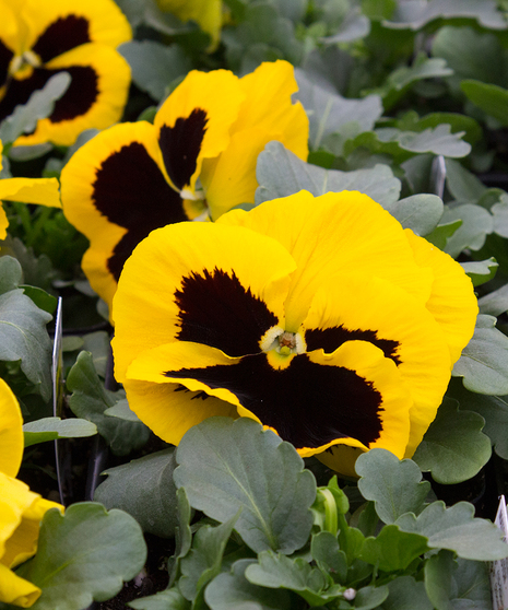 Bedding Plants - Pansies - Baltimore Plant Delivery