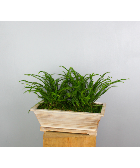 Green Plants - Radebaugh Florist & Greenhouses - Towson - MD - 21286